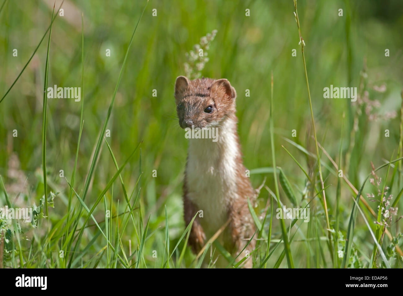 Stoat mammals hi-res stock photography and images - Alamy