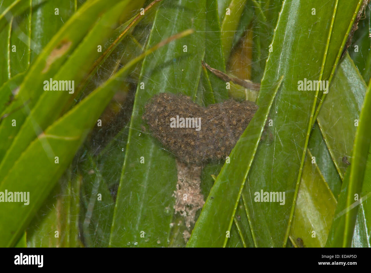 Fen Raft Spider - Dolomedes plantarius- spiderling nursery Stock Photo ...
