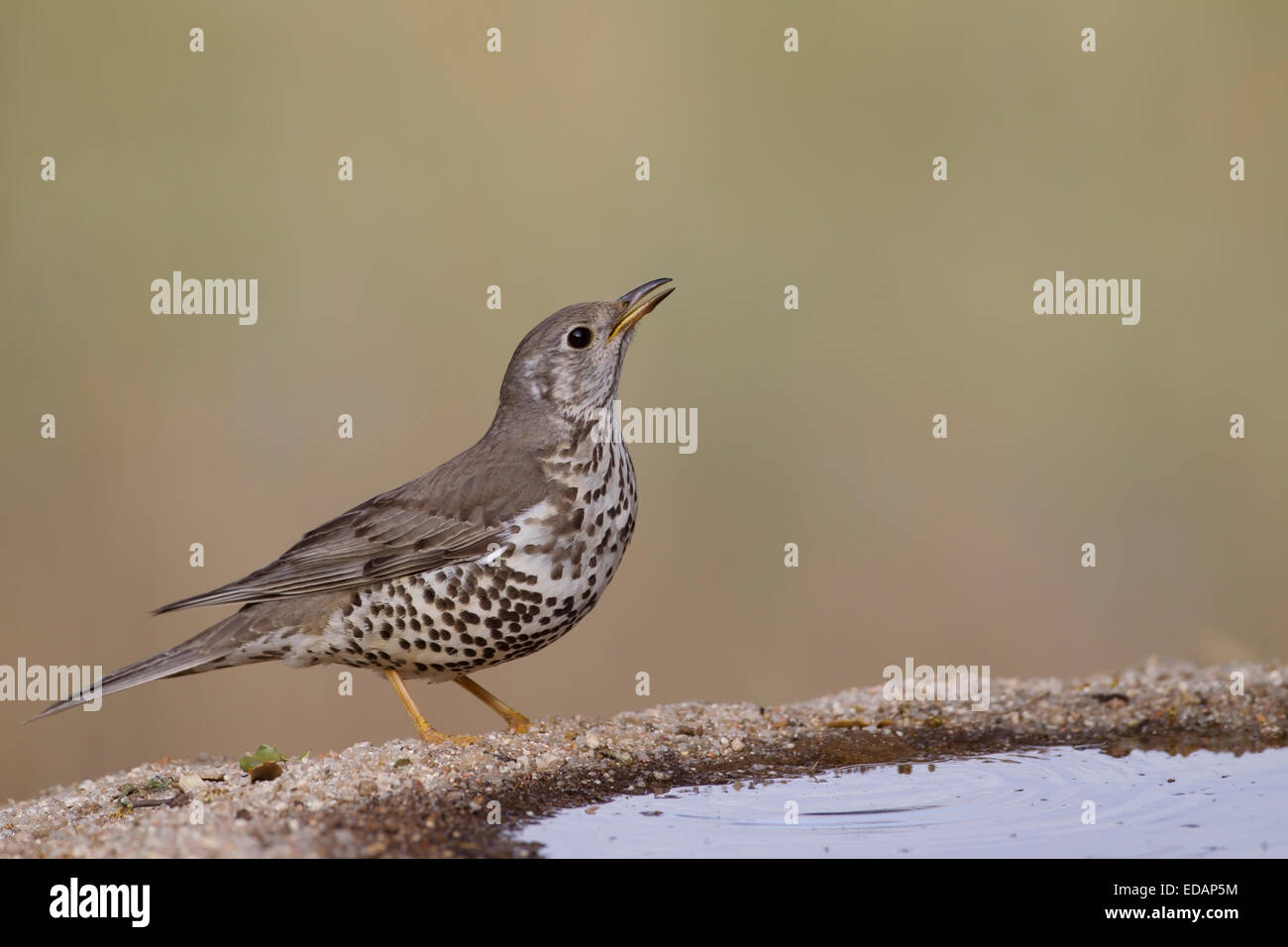 Thrushes hi-res stock photography and images - Alamy