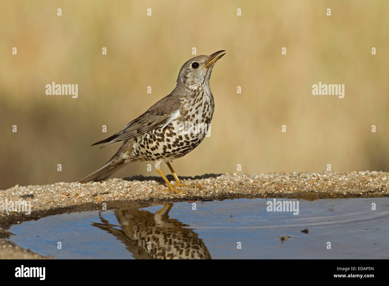 Thrushes bird hi-res stock photography and images - Alamy