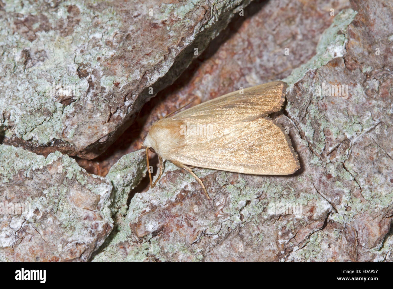 Fen wainscot moth hi-res stock photography and images - Alamy