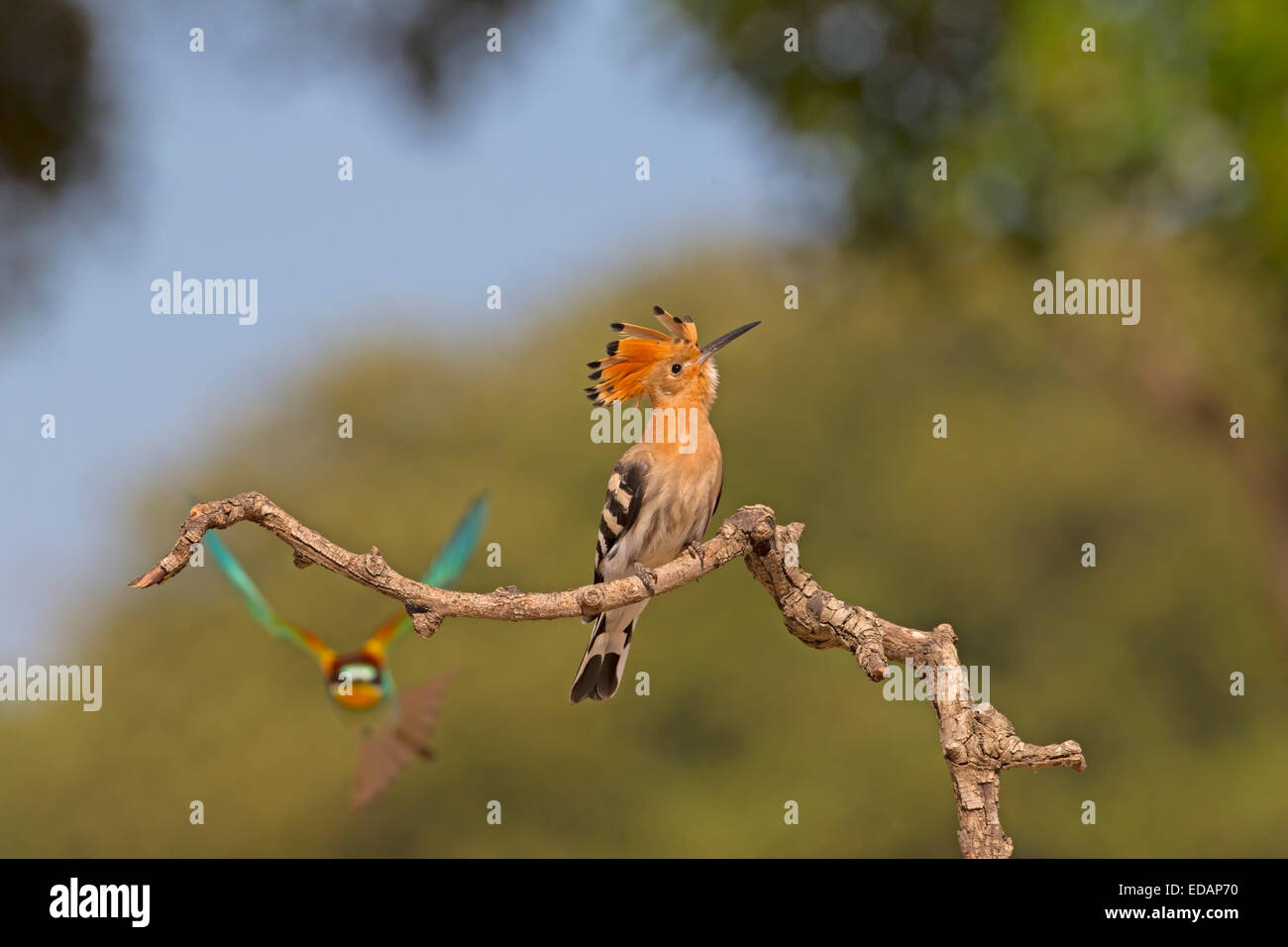 Crested hoopoe hi-res stock photography and images - Alamy