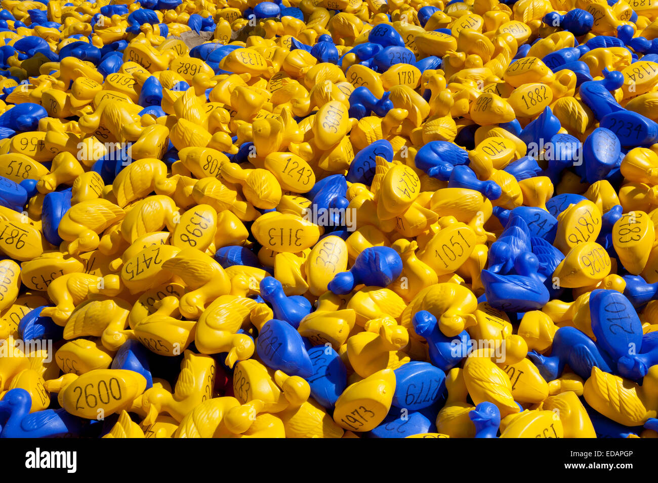 Plastic ducks hi-res stock photography and images - Alamy
