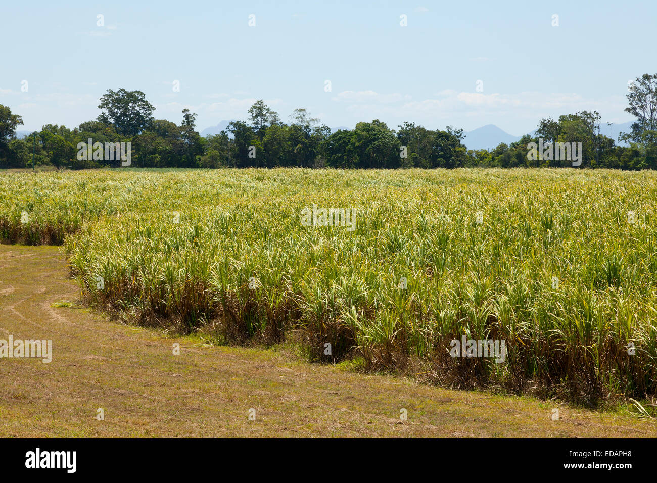 Sugarcane fields in Queensland, Australia Stock Photo - Alamy