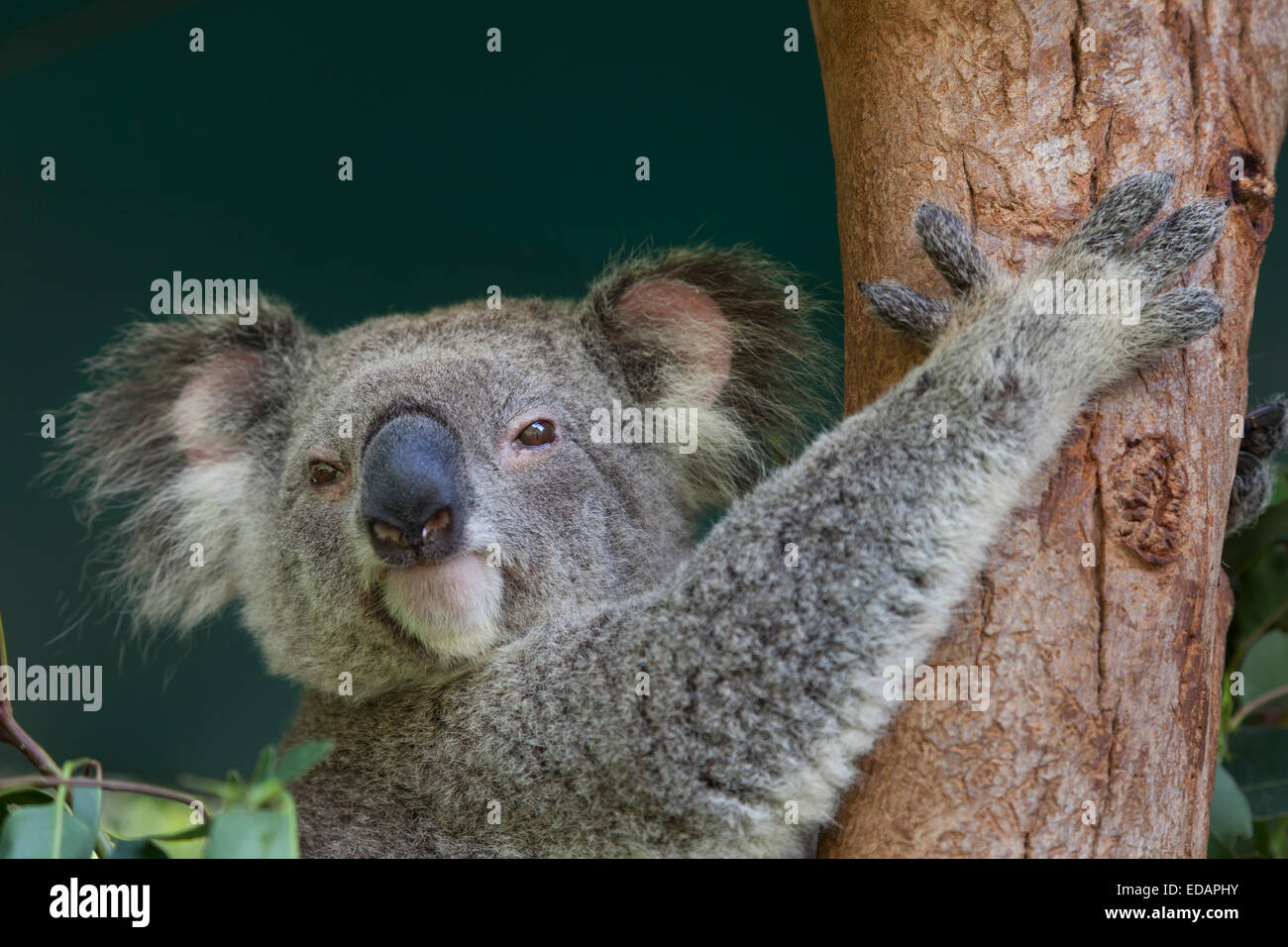 Queensland koala hi-res stock photography and images - Alamy