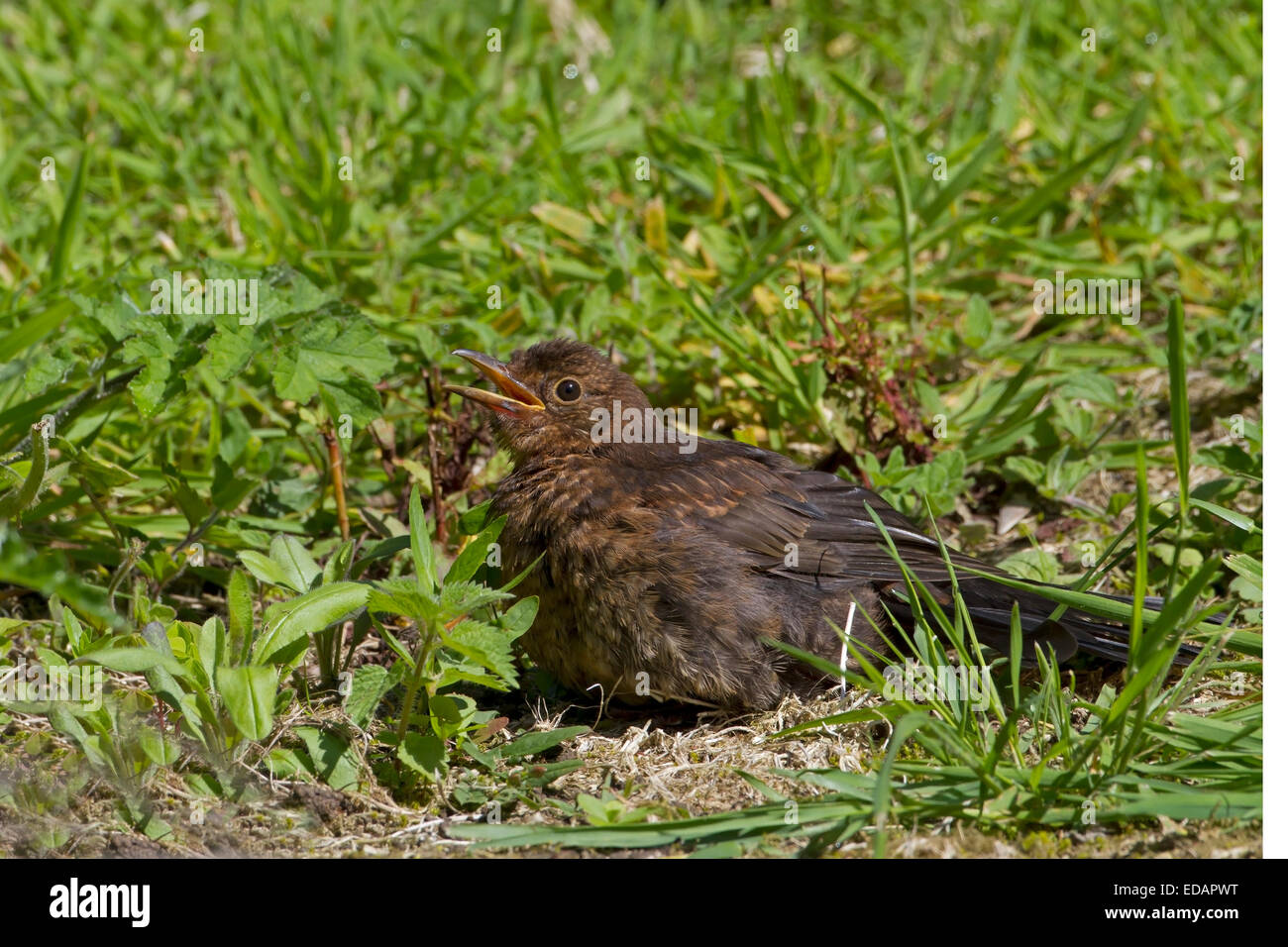 Blackbird - Turdus merula - Female Stock Photo - Alamy