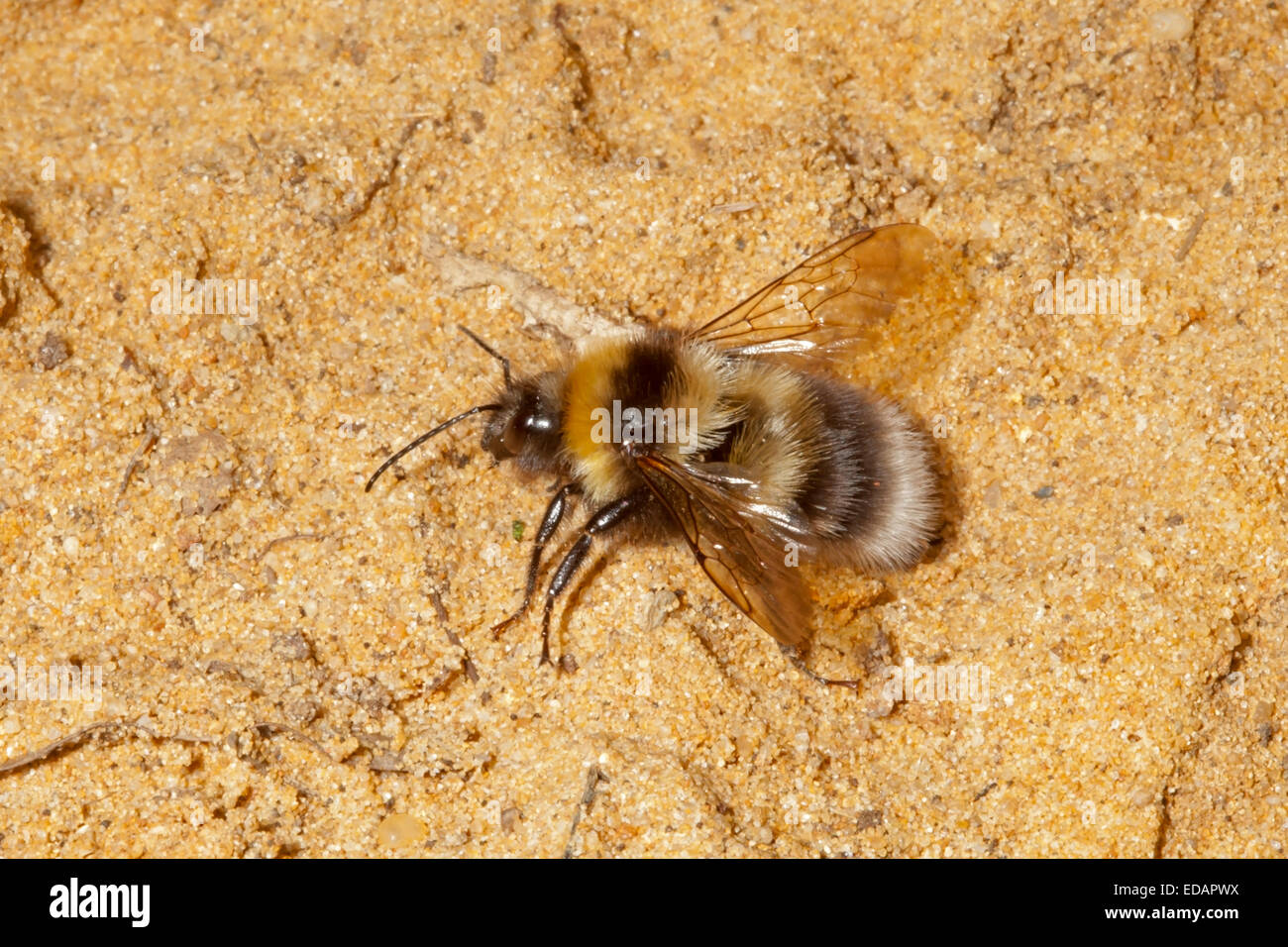 Bumble Bee - Bombus ruderatus Stock Photo - Alamy