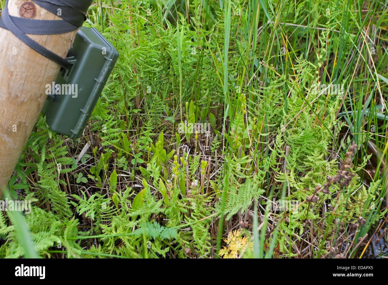Fen orchids hi-res stock photography and images - Alamy
