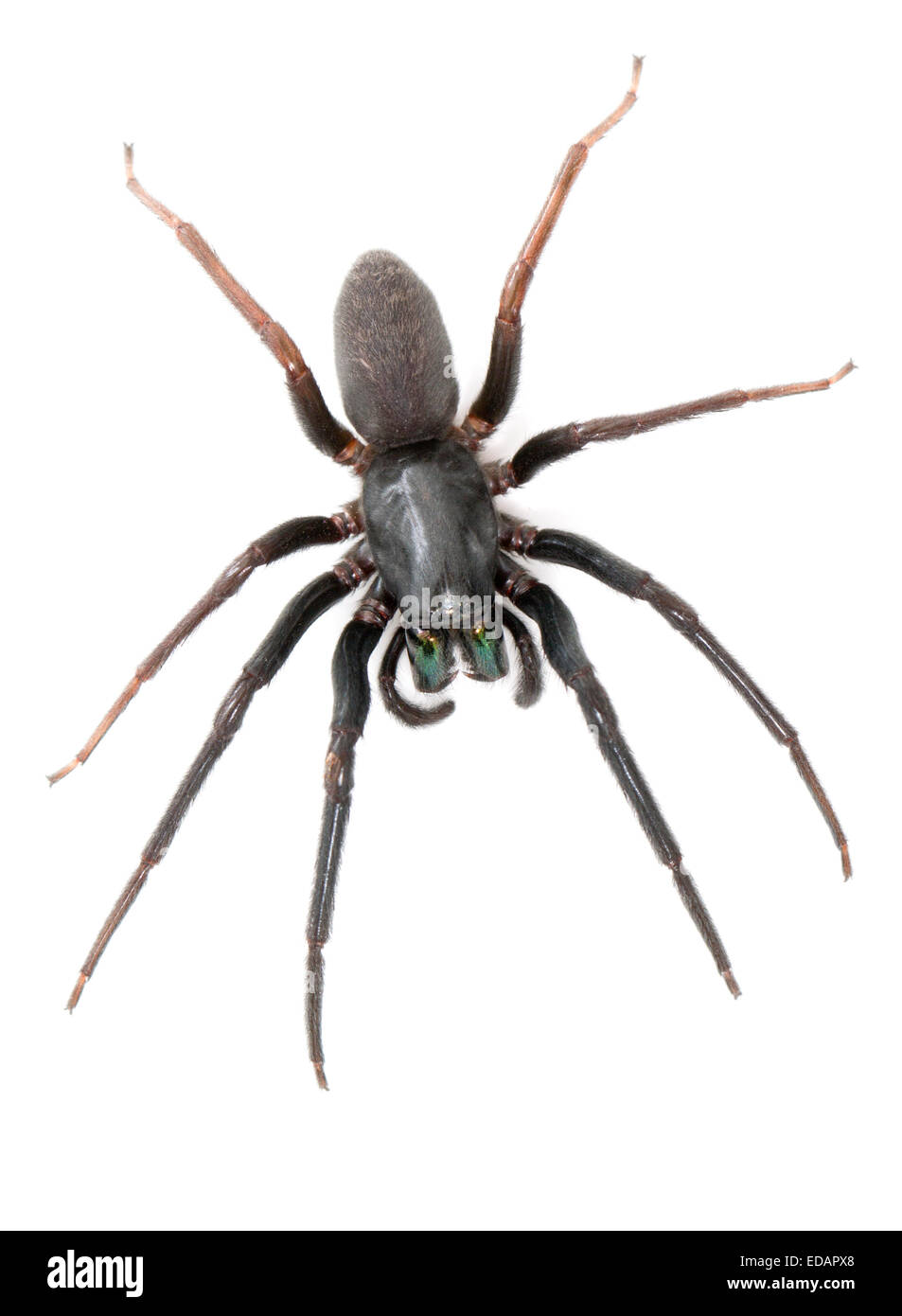 Segestria florentina - Female Stock Photo - Alamy