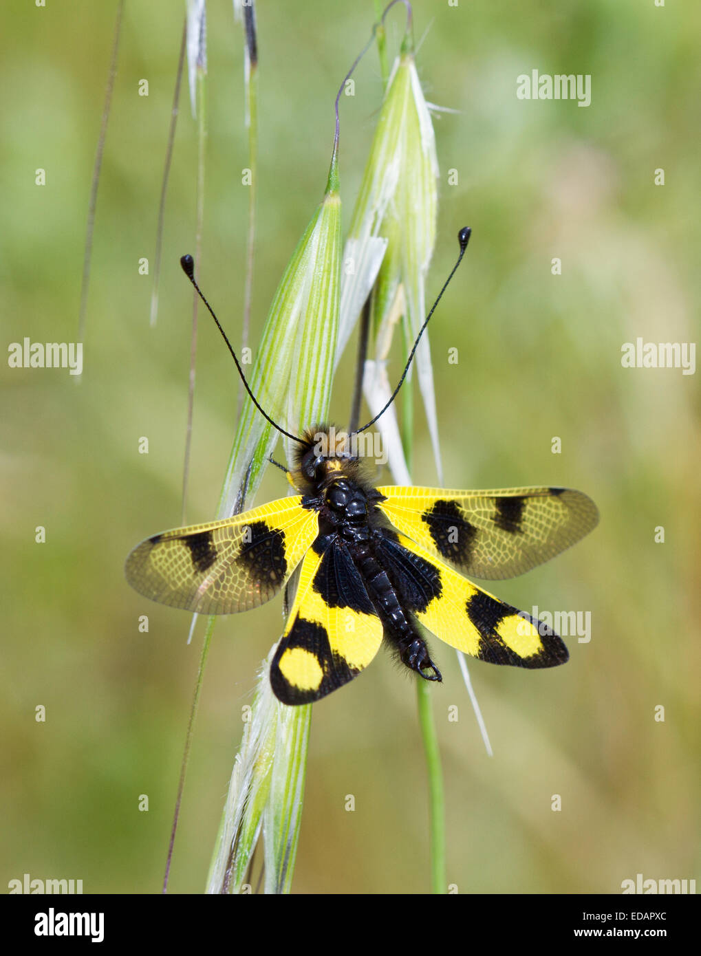 Mediterranean Insects High Resolution Stock Photography and Images - Alamy