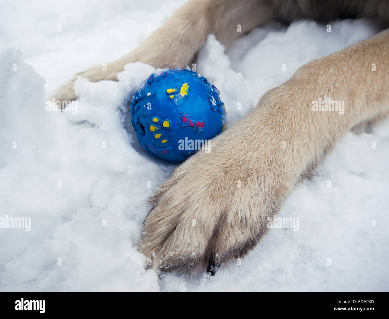 Toy between paws hi-res stock photography and images - Alamy