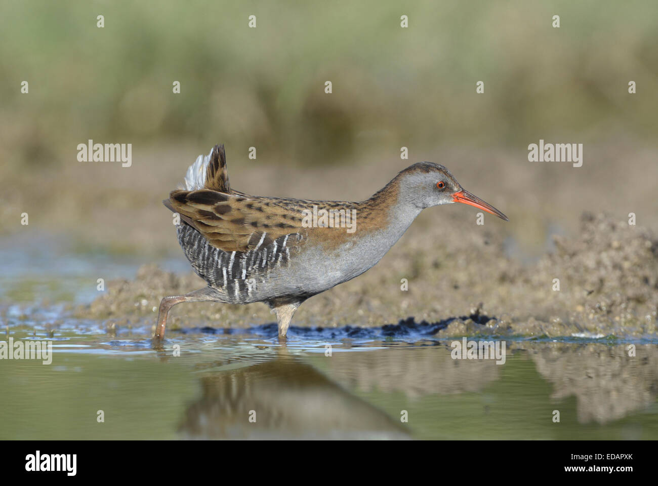 Water Rail - Rallus aquaticus Stock Photo - Alamy