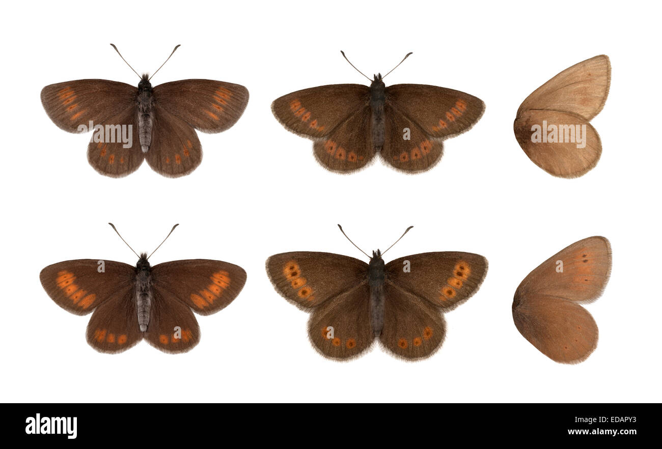 Mountain Ringlet - Erebia epiphron - top row (Lake District) - bottom ...