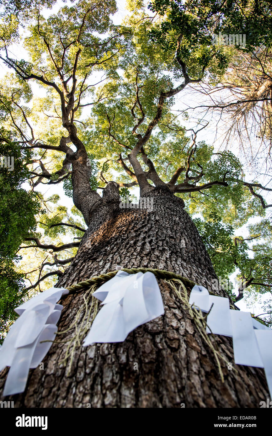 The holy tree hi-res stock photography and images - Alamy