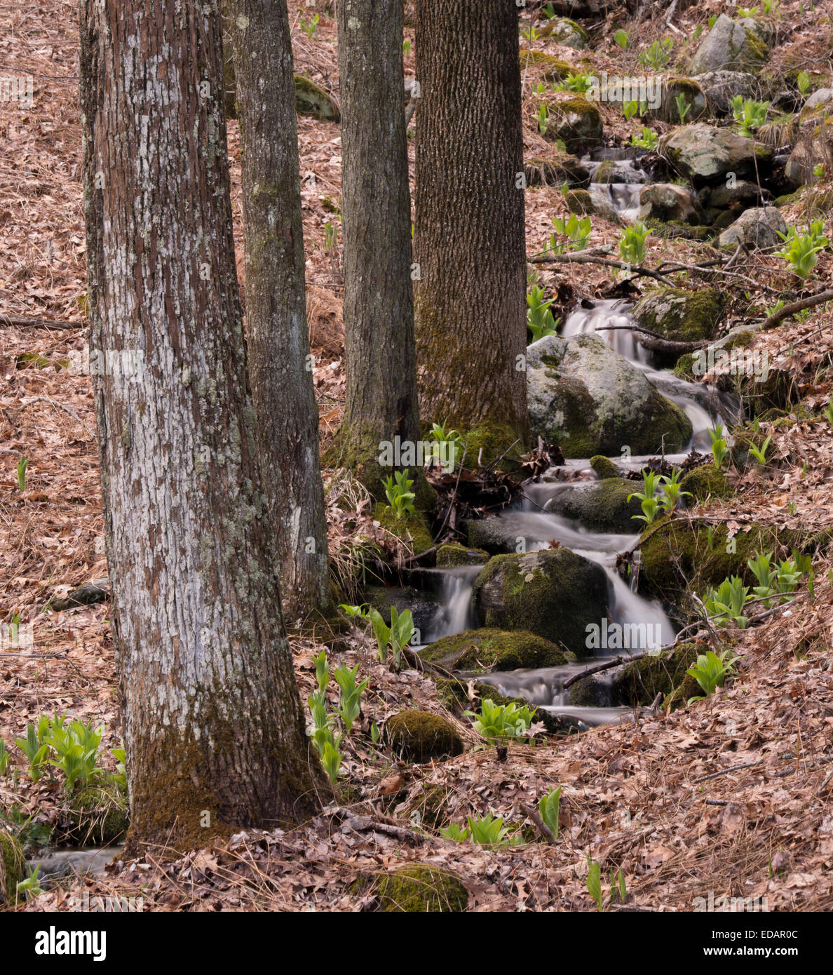 Small waterfall inside Quabbin Park, Ware, Massachusetts Stock Photo ...