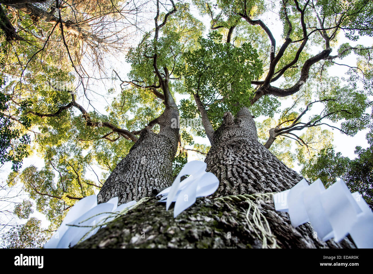 Holy tree japan hi-res stock photography and images - Alamy