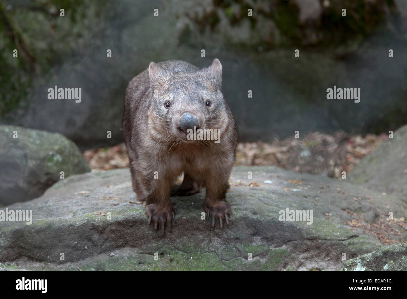 Australian native animals hi-res stock photography and images - Alamy