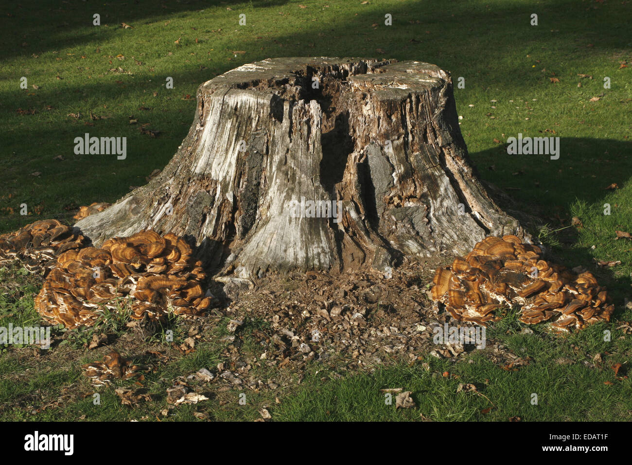 Tree Stump with fungi Stock Photo - Alamy