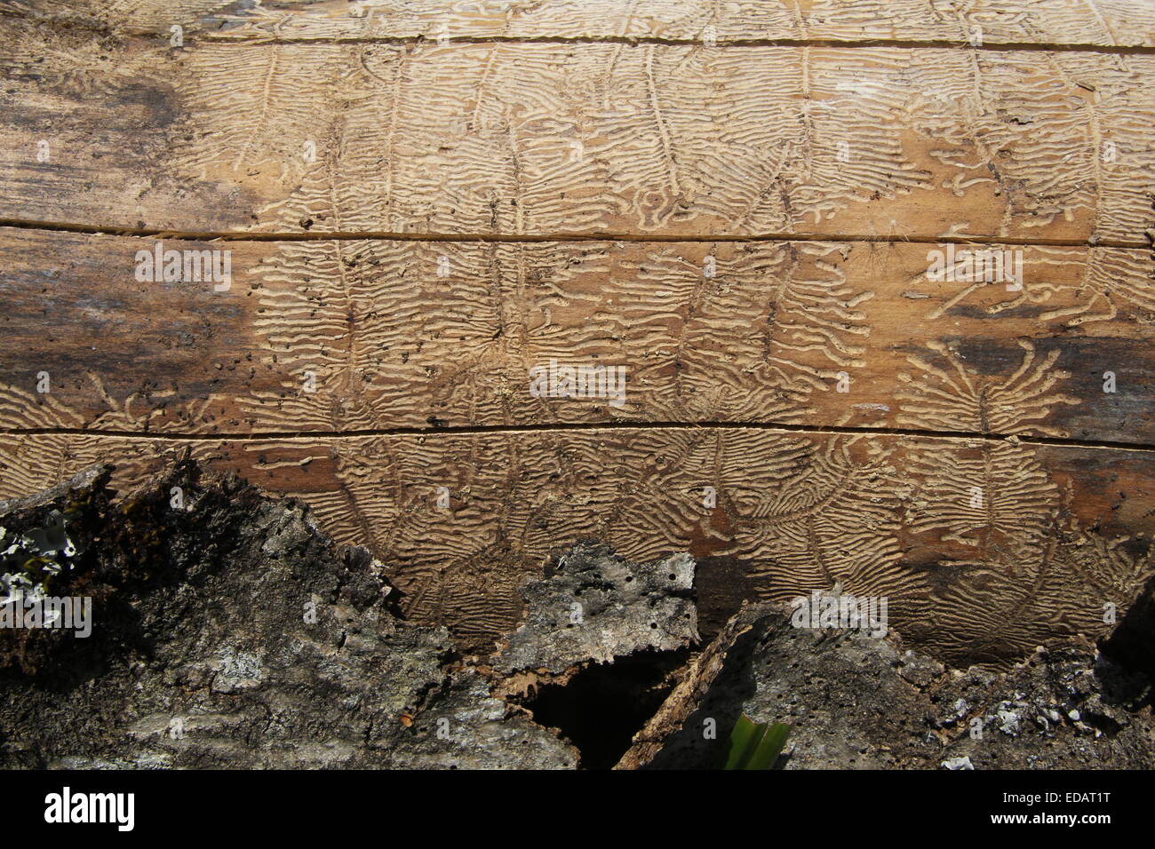 Bark beetle pattern hi-res stock photography and images - Alamy