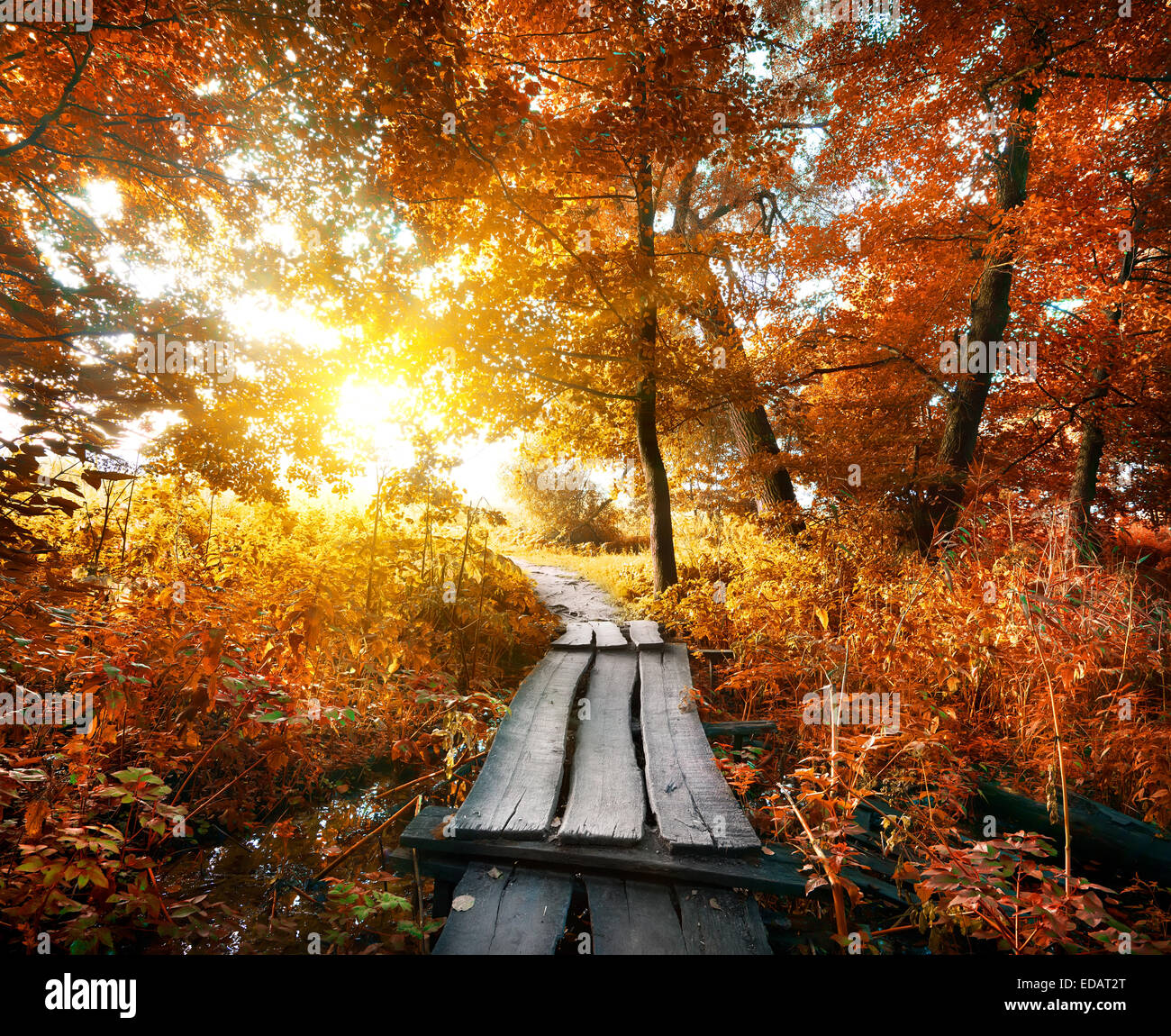 Deep colorful autumn forest tree hi-res stock photography and images ...