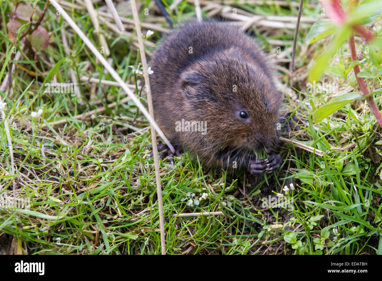 Juvenile Water Vole Eating on Water Bank Stock Photo - Alamy