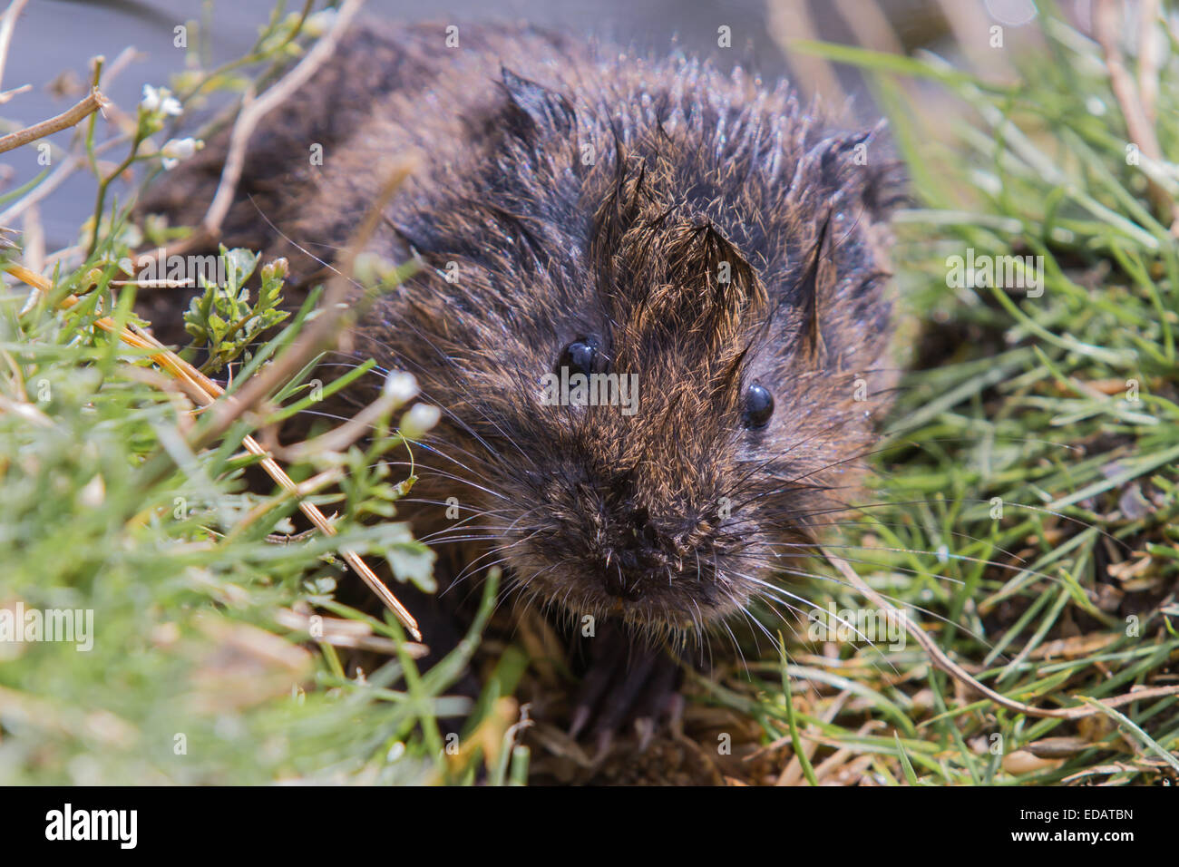Baby water vole hi-res stock photography and images - Alamy