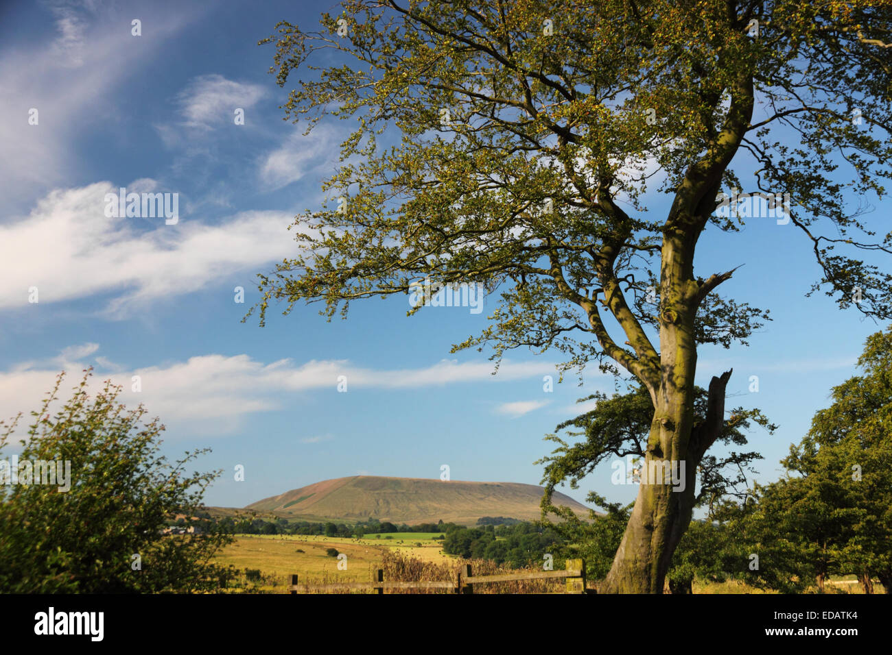 A tree with a flat-topped green hill beyond Stock Photo - Alamy