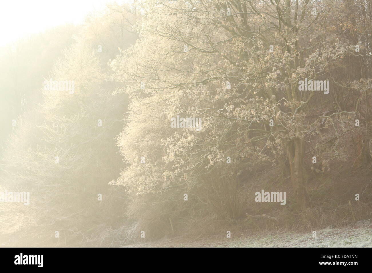 Trees in spring Stock Photo - Alamy