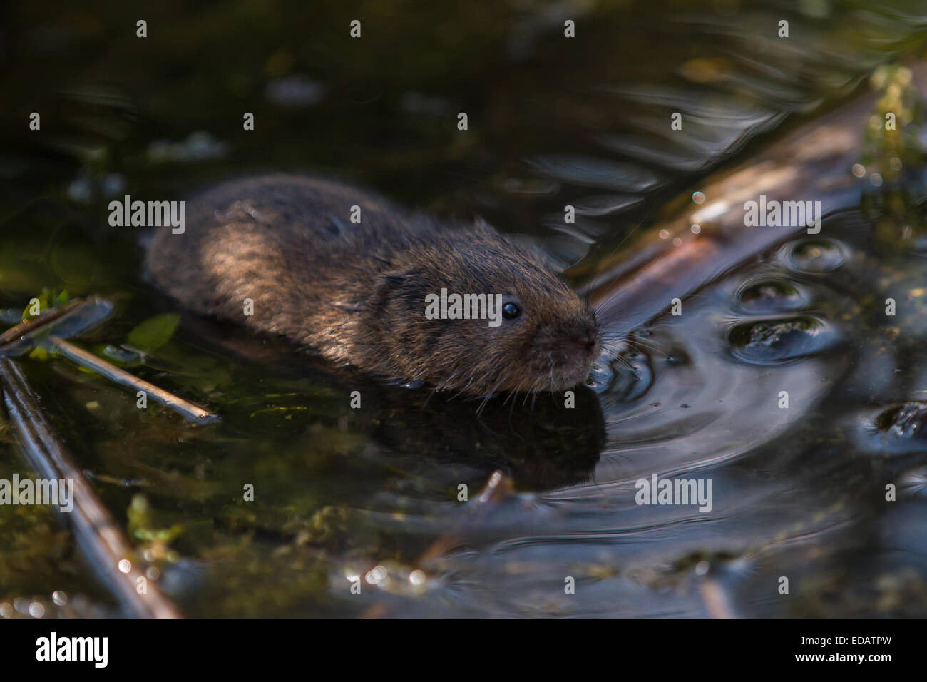 Water vole swimming hi-res stock photography and images - Alamy