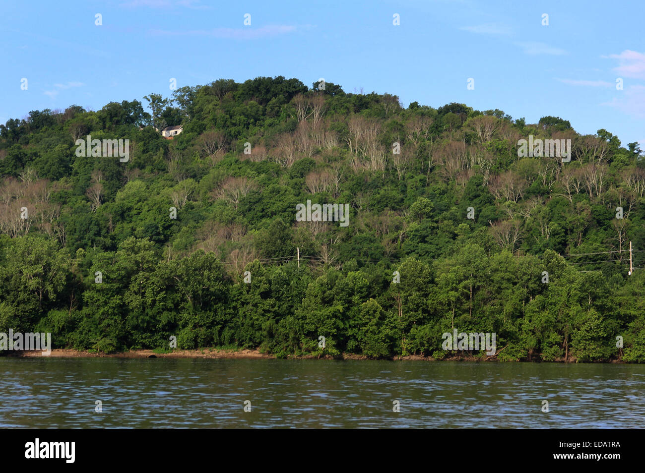 Dead ash trees from Ash Borer beetle along Ohio River Kentucky Stock ...