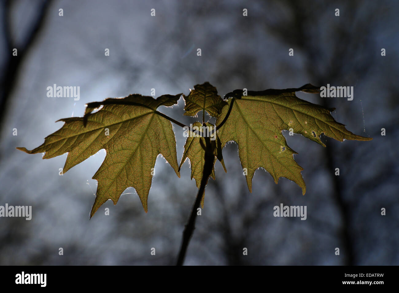 Sugar maple leaves emergence in spring Ohio Stock Photo - Alamy