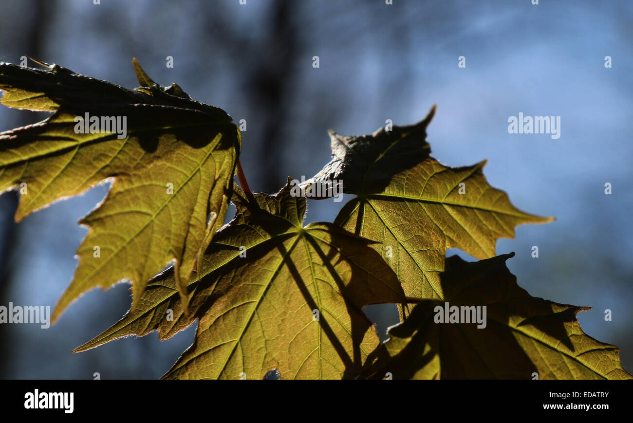 Sugar maple leaves emergence in spring Ohio Stock Photo - Alamy