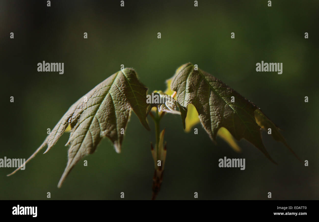 Sugar maple leaves emergence in spring Ohio Stock Photo - Alamy