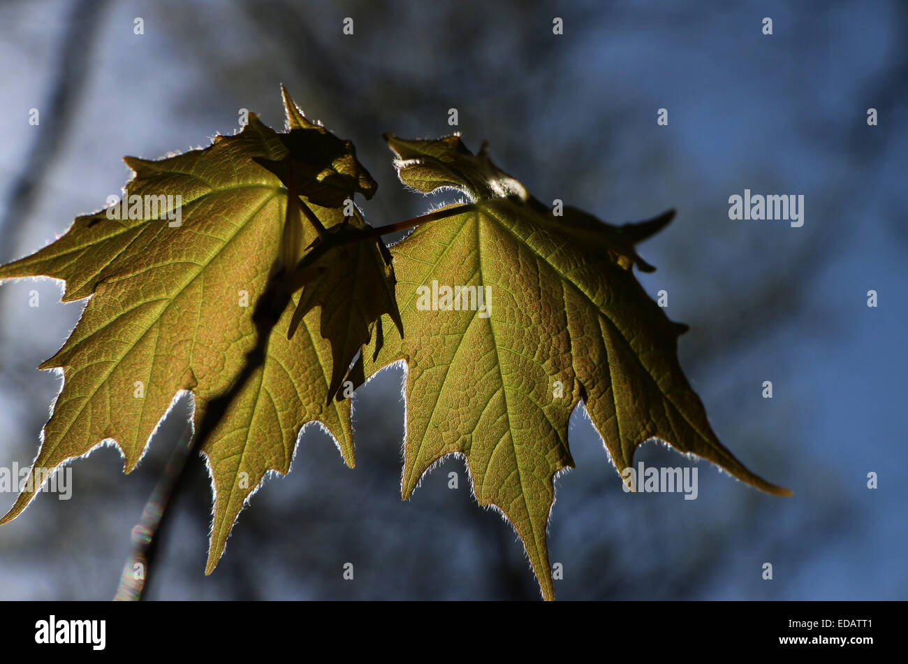 Sugar maple leaves emergence in spring Ohio Stock Photo - Alamy