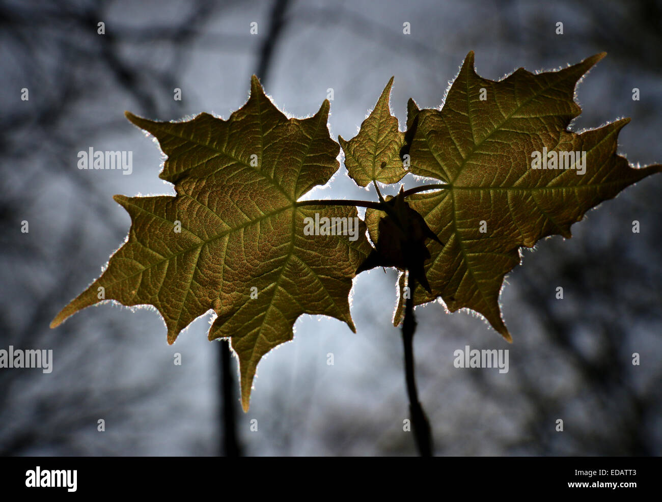 Sugar maple leaves emergence in spring Ohio Stock Photo - Alamy