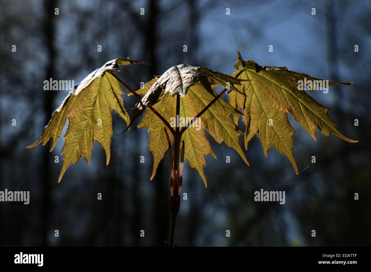 Spring maple leaf hi-res stock photography and images - Alamy