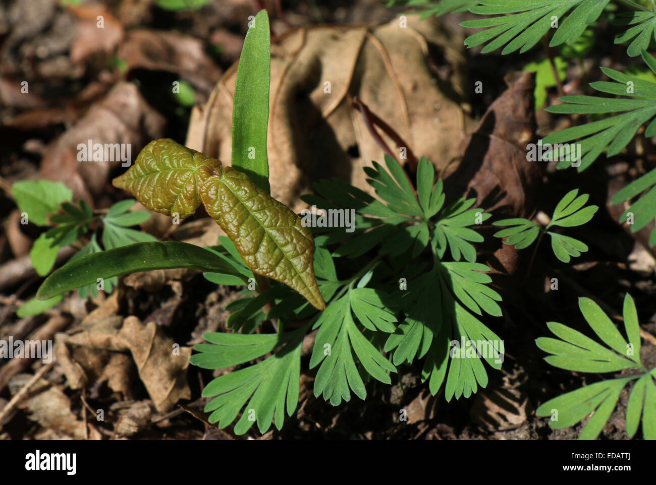 Sugar maple tree seed germinating Ohio Stock Photo - Alamy