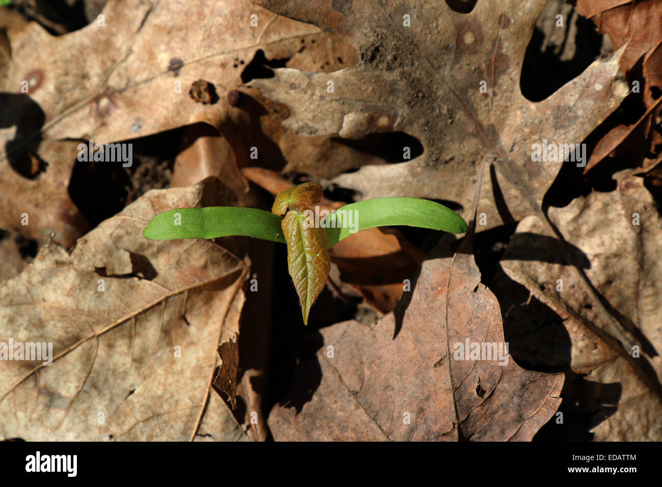 Maple Tree Seedling High Resolution Stock Photography and Images - Alamy