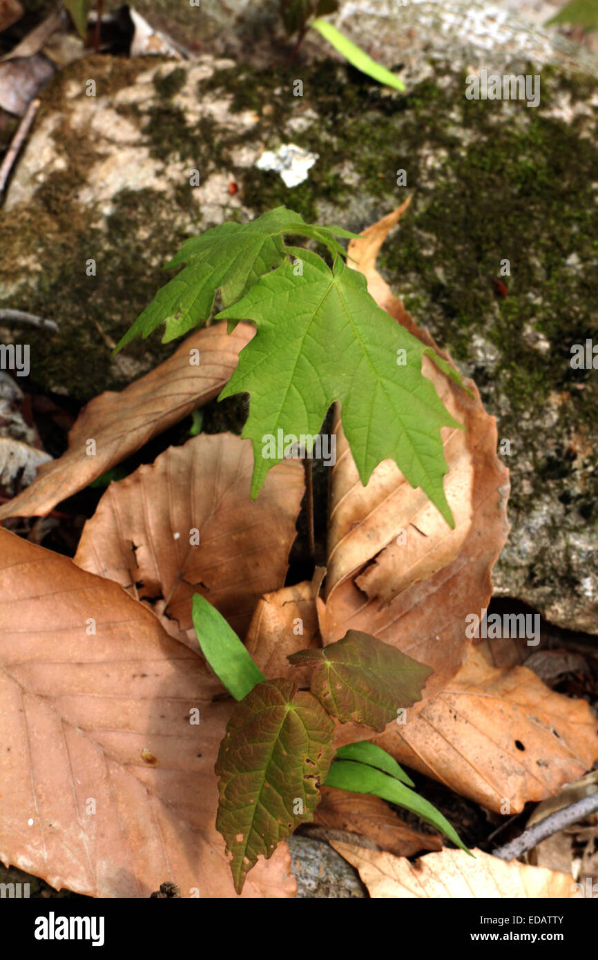 Maple tree seedling hi-res stock photography and images - Alamy