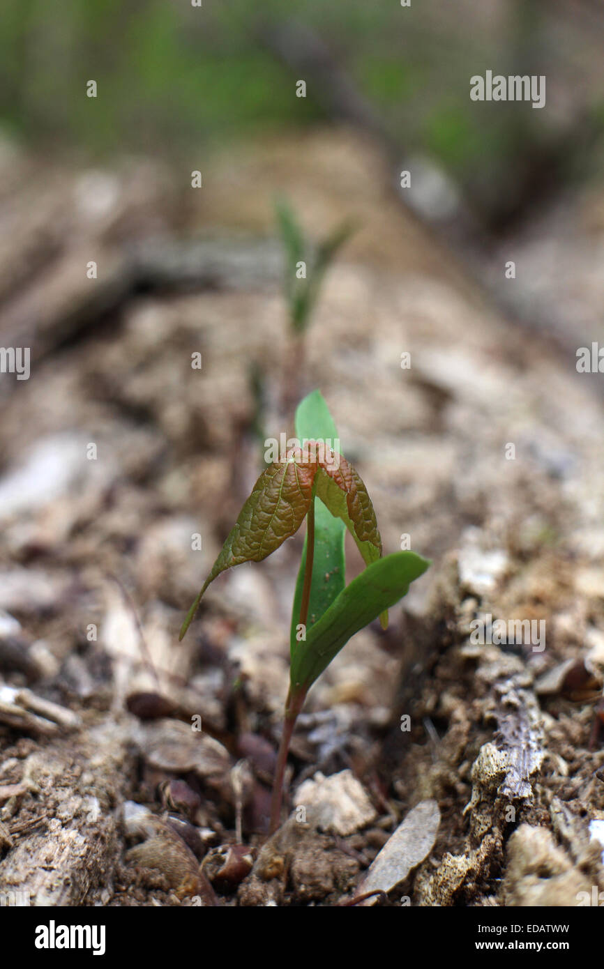 Tree seed germinating hi-res stock photography and images - Alamy