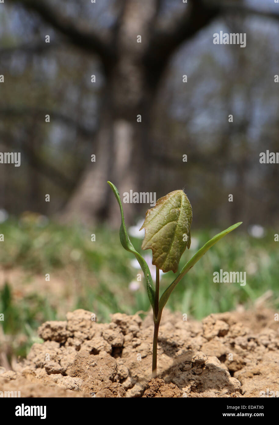 Sugar maple tree seed germinating Ohio Stock Photo - Alamy