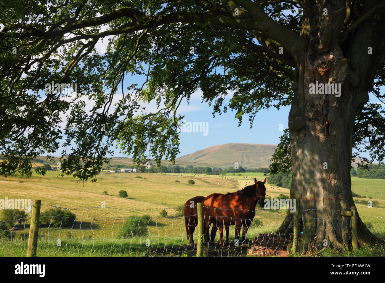 A horse under a tree with a green hill beyond Stock Photo - Alamy