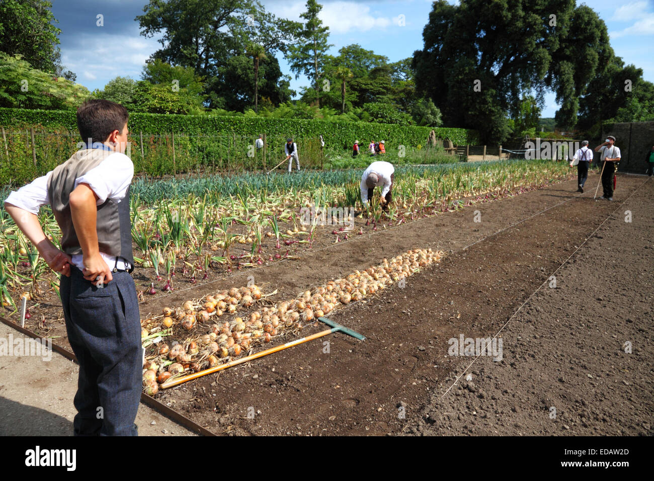Gardeners dressed in early 20th century clothes working in a vegetable ...