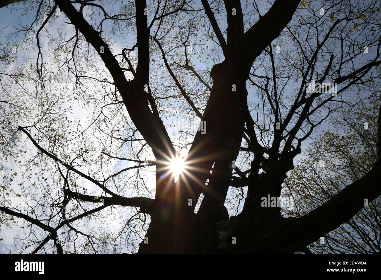 Sugar maple leaves blooming in spring Ohio Stock Photo - Alamy