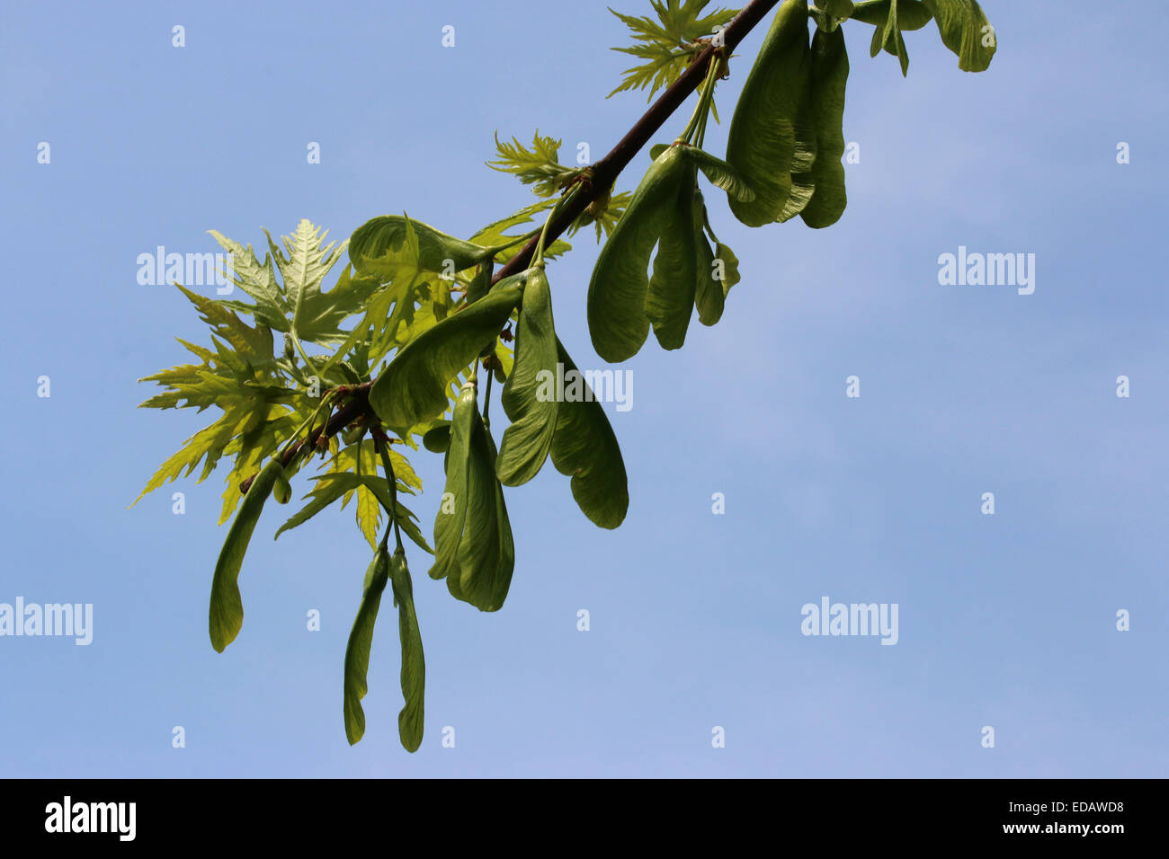 Silver maple hi-res stock photography and images - Alamy