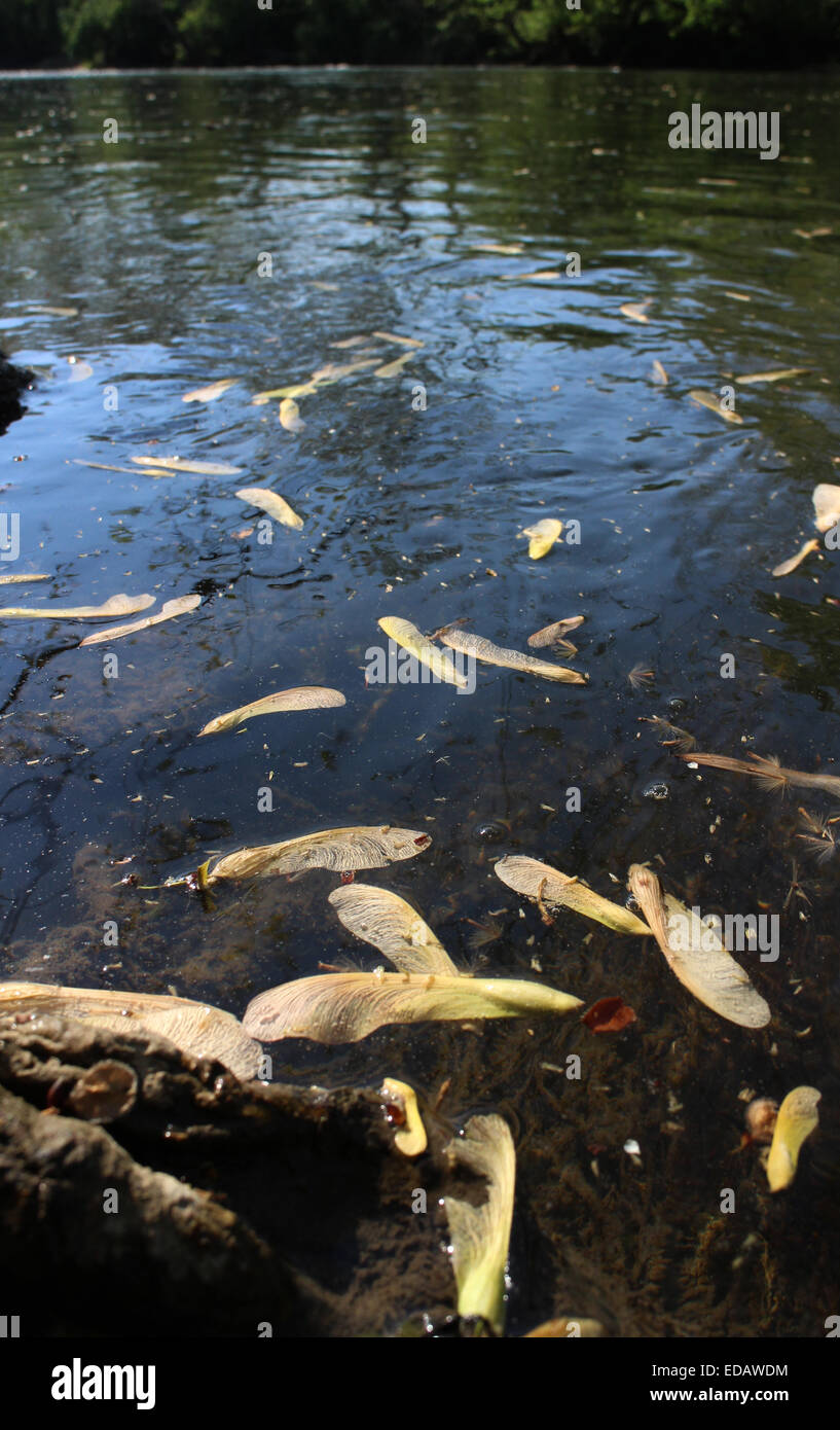 Silver maple seeds floating down Little Miami River Ohio Stock Photo ...