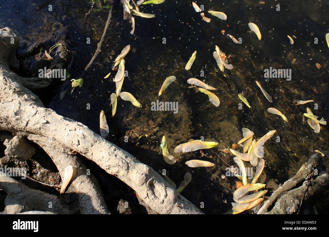 Silver maple seeds floating down Little Miami River Ohio Stock Photo ...