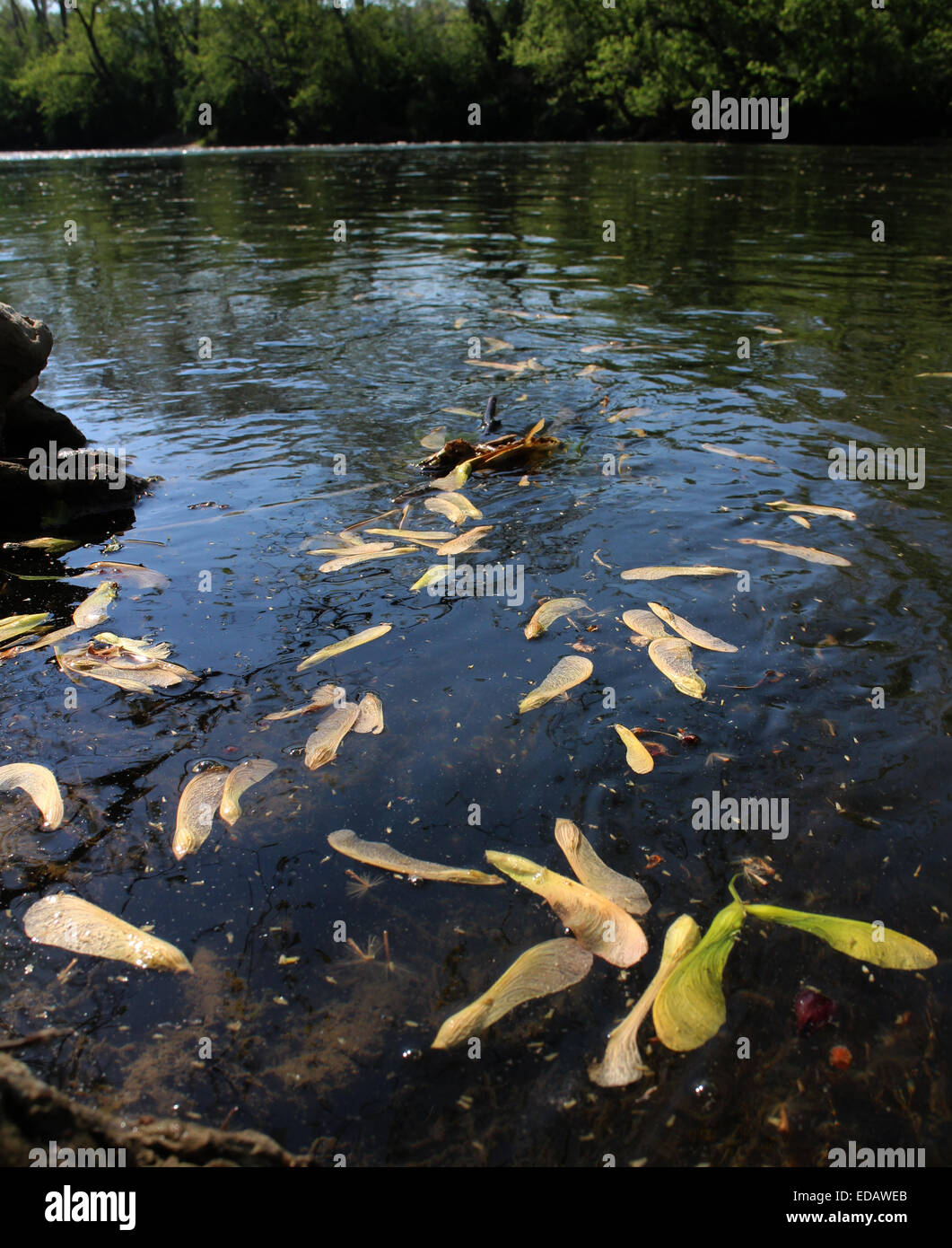 Silver maple seeds floating down Little Miami River Ohio Stock Photo ...