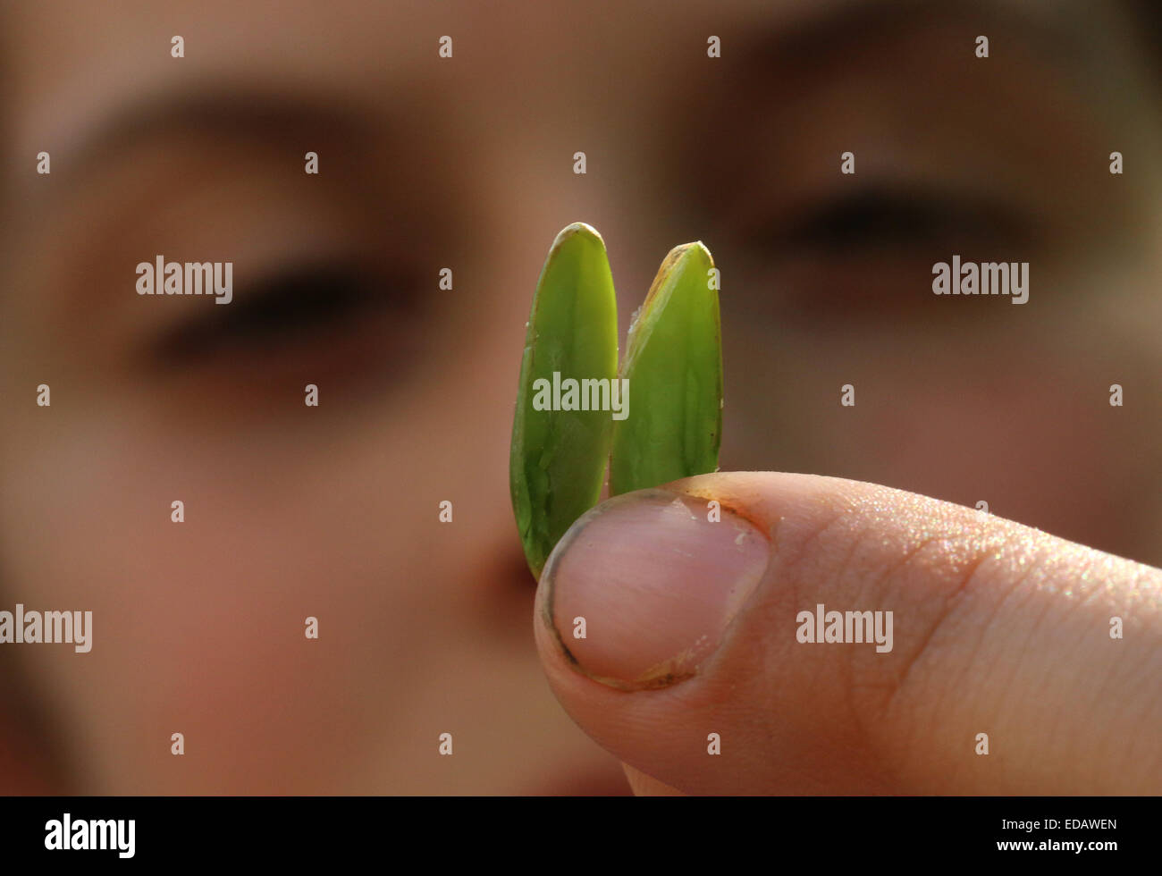Girl examining Sugar maple tree seed Ohio Stock Photo - Alamy