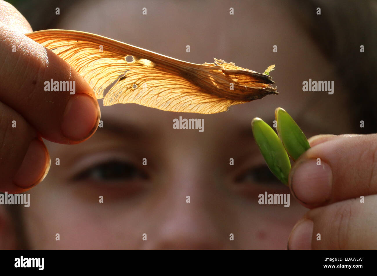 Girl examining Sugar maple tree seed Ohio Stock Photo - Alamy